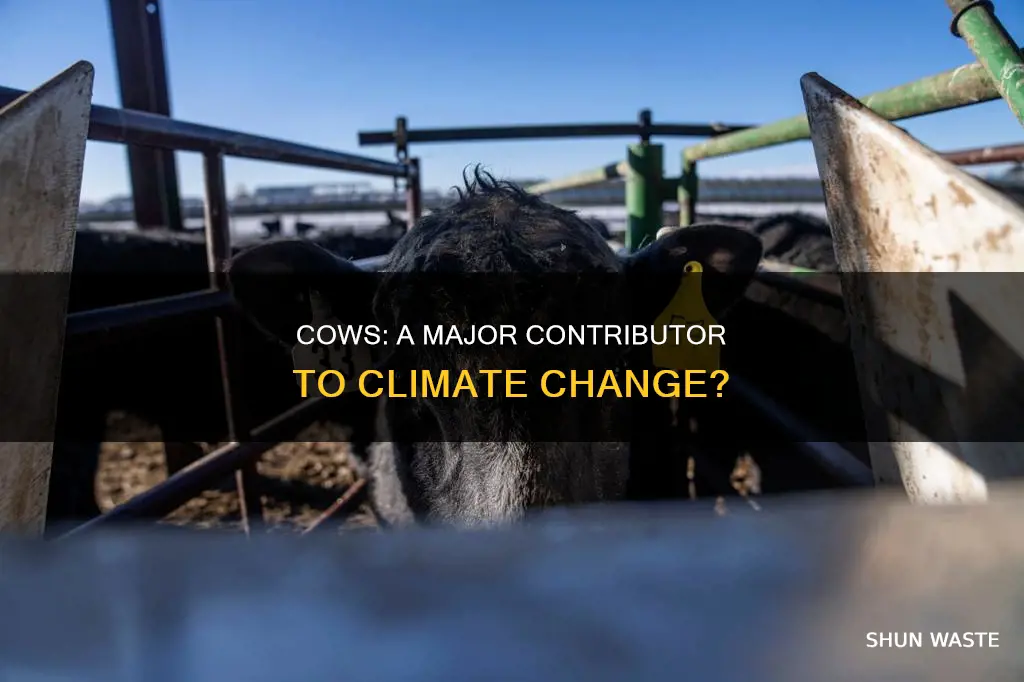 Cows: A Major Contributor To Climate Change? | ShunWaste