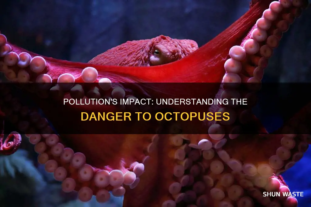 Pollution's Impact: Understanding The Danger To Octopuses | ShunWaste