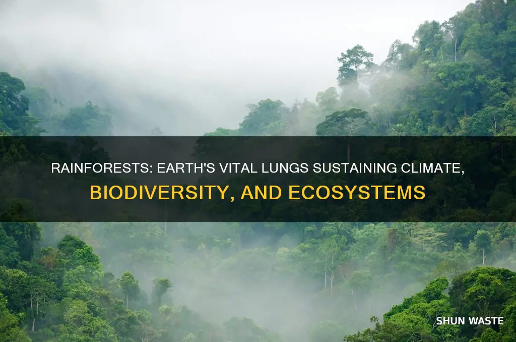 Rainforests: Earth's Vital Lungs Sustaining Climate, Biodiversity, And ...