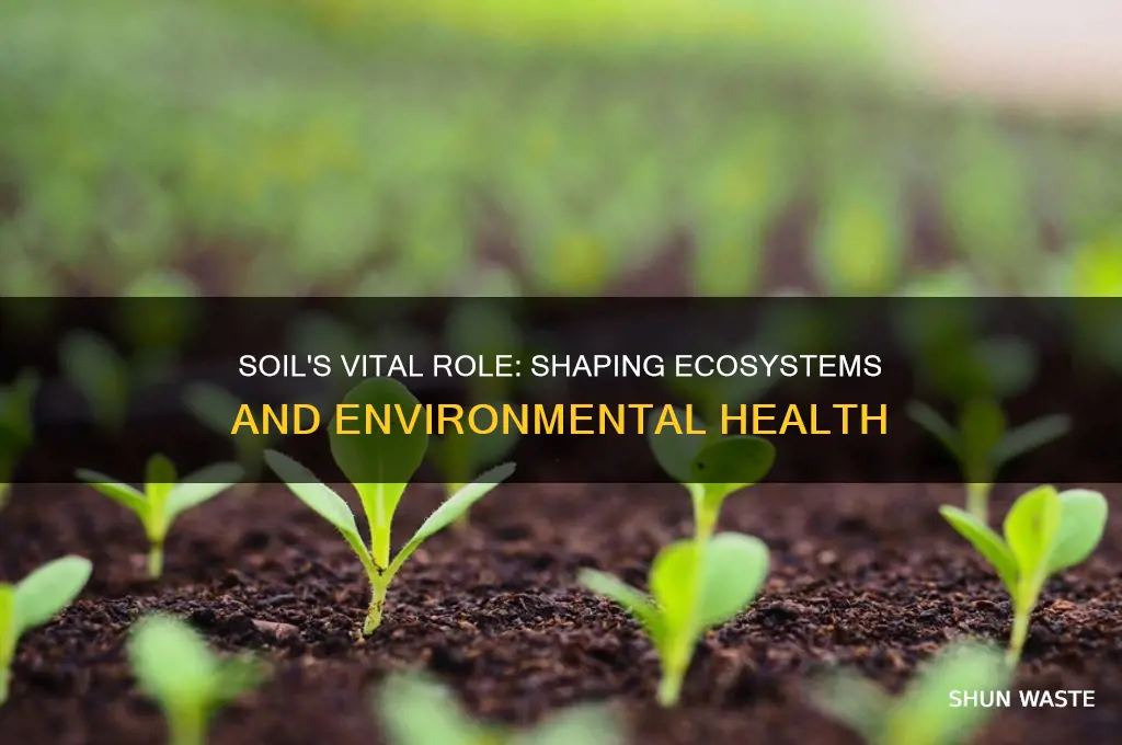 Soil's Vital Role: Shaping Ecosystems And Environmental Health | ShunWaste