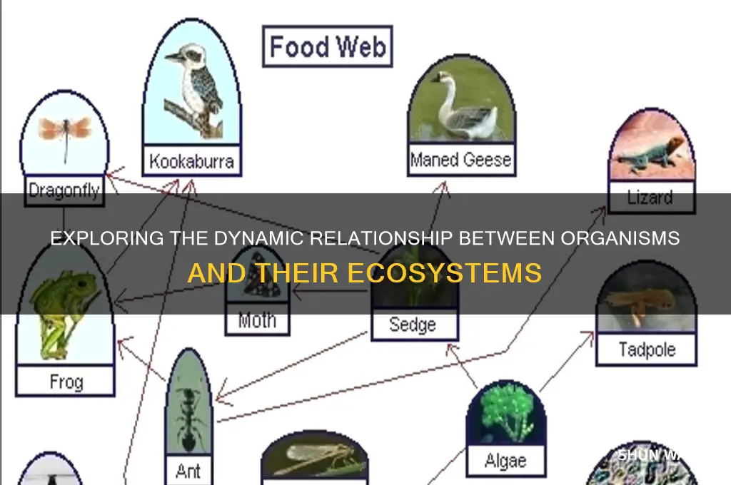Exploring The Dynamic Relationship Between Organisms And Their ...