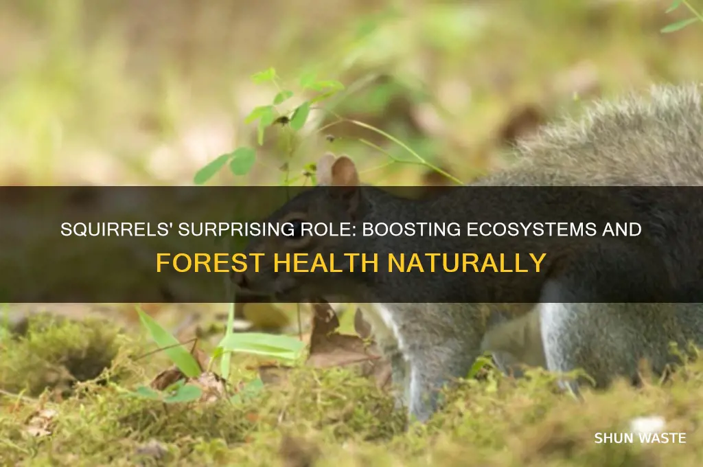 Squirrels' Surprising Role: Boosting Ecosystems And Forest Health ...