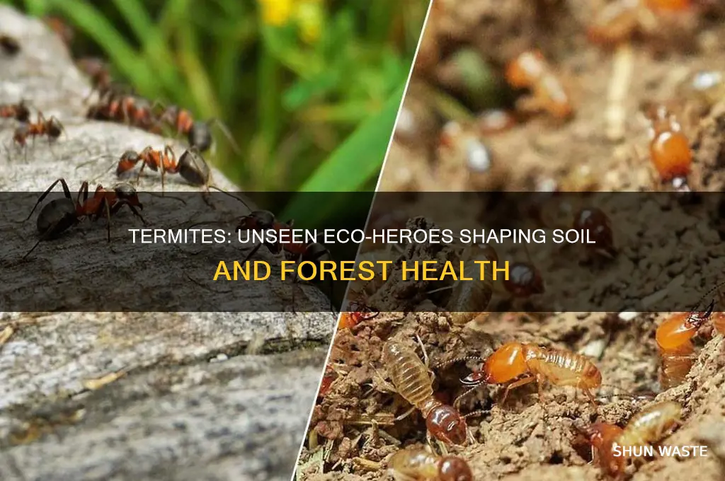 Termites: Unseen Eco-Heroes Shaping Soil And Forest Health | ShunWaste
