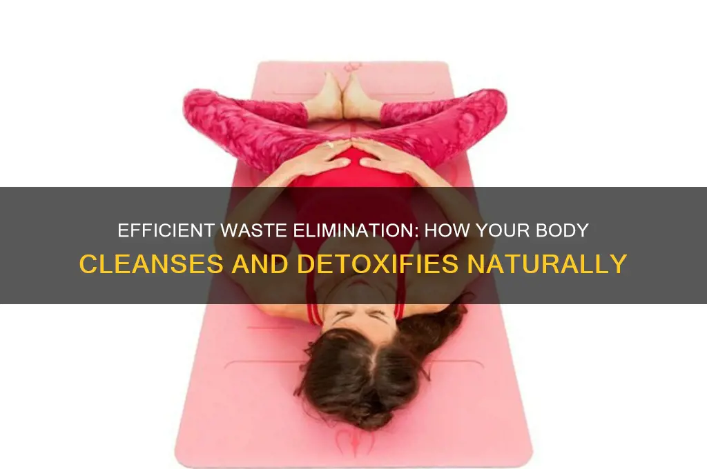 Efficient Waste Elimination: How Your Body Cleanses And Detoxifies ...
