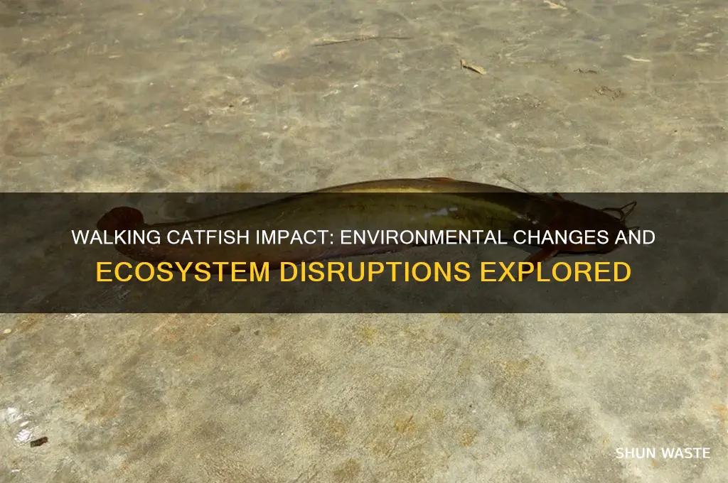 Walking Catfish Impact: Environmental Changes And Ecosystem Disruptions ...