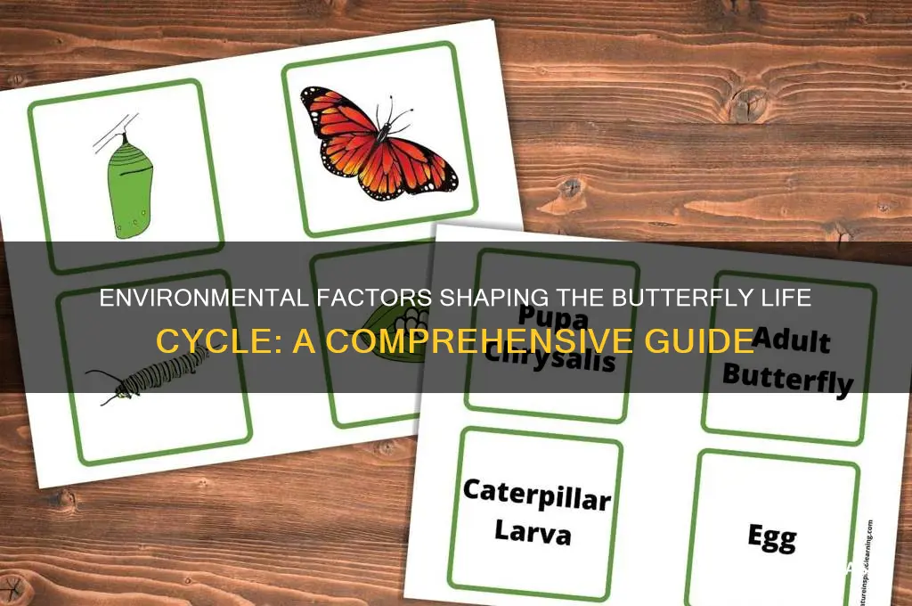 Environmental Factors Shaping The Butterfly Life Cycle: A Comprehensive ...