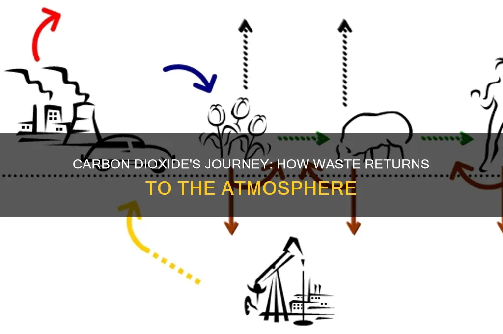 Carbon Dioxide's Journey: How Waste Returns To The Atmosphere | ShunWaste