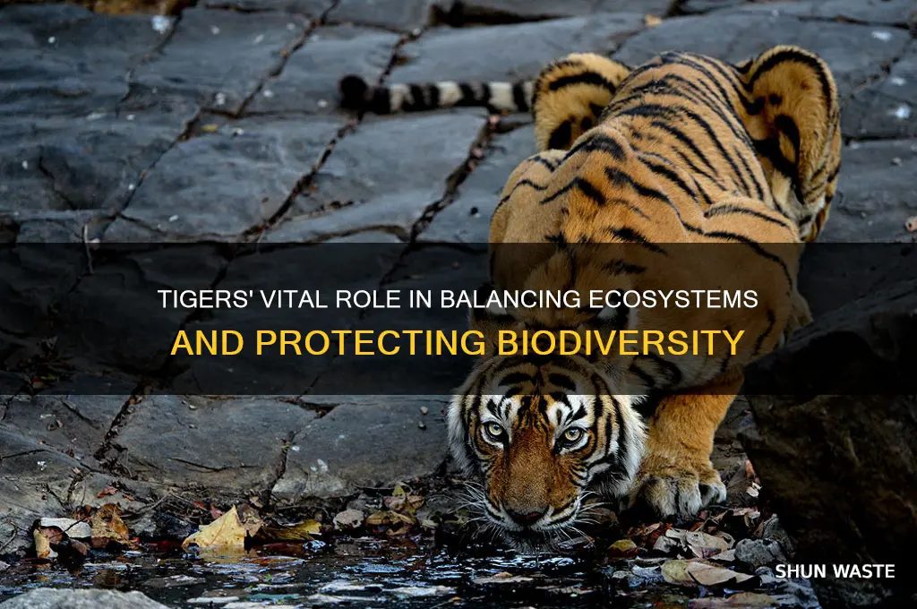 Tigers' Vital Role In Balancing Ecosystems And Protecting Biodiversity ...