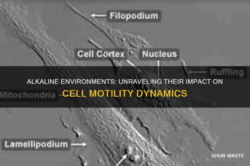 Alkaline Environments: Unraveling Their Impact On Cell Motility ...