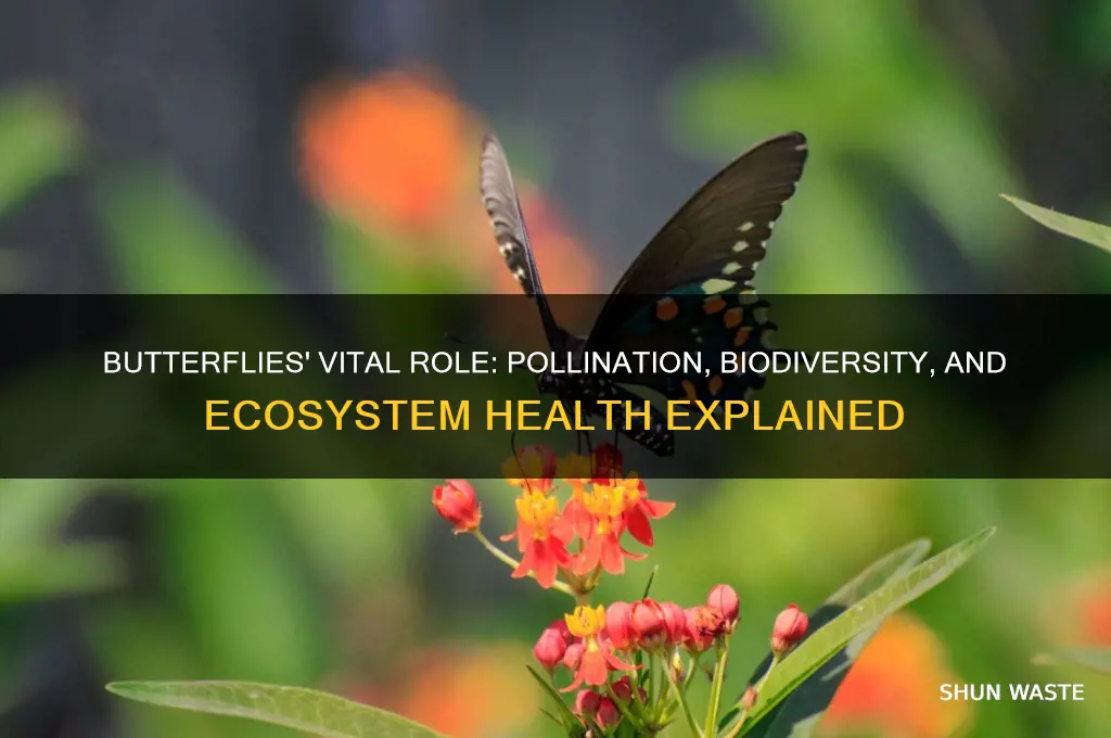 Butterflies' Vital Role: Pollination, Biodiversity, And Ecosystem ...
