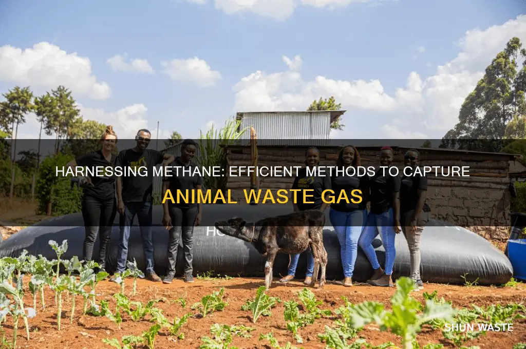 Harnessing Methane: Efficient Methods To Capture Animal Waste Gas ...