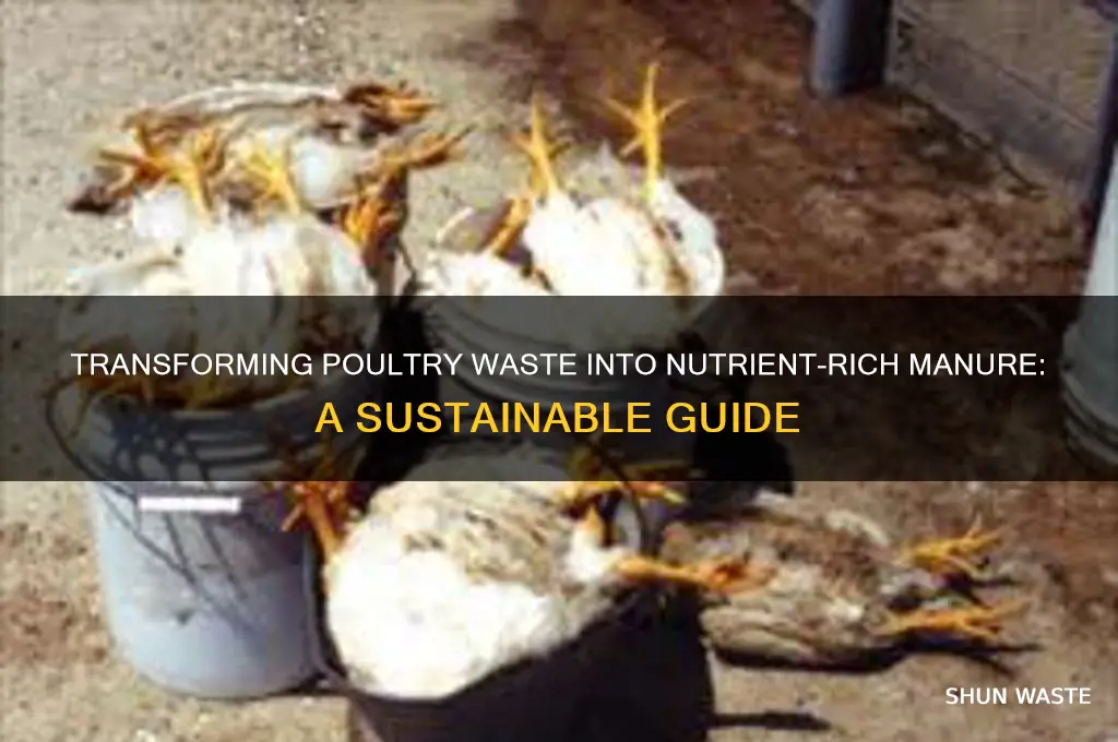 Transforming Poultry Waste Into Nutrient-Rich Manure: A Sustainable ...