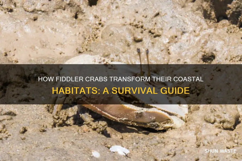 How Fiddler Crabs Transform Their Coastal Habitats: A Survival Guide ...