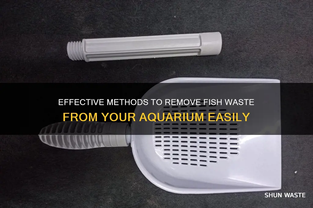 Effective Methods To Remove Fish Waste From Your Aquarium Easily ...