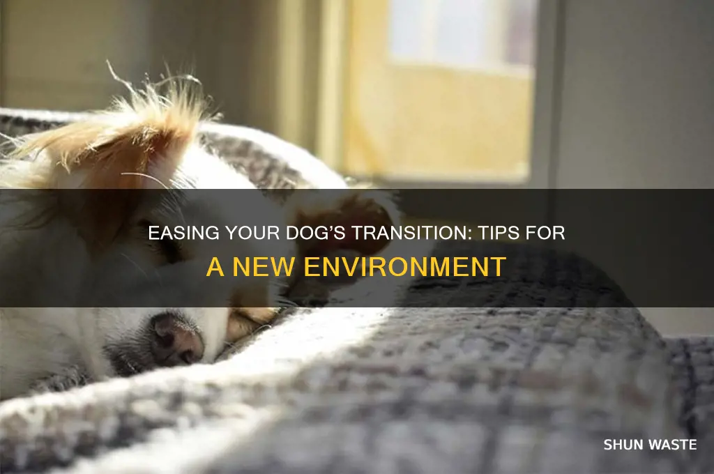 Easing Your Dog’S Transition: Tips For A New Environment | ShunWaste