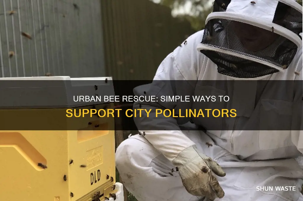 Urban Bee Rescue: Simple Ways To Support City Pollinators | ShunWaste