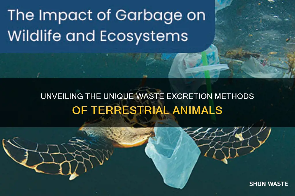 Unveiling The Unique Waste Excretion Methods Of Terrestrial Animals ...