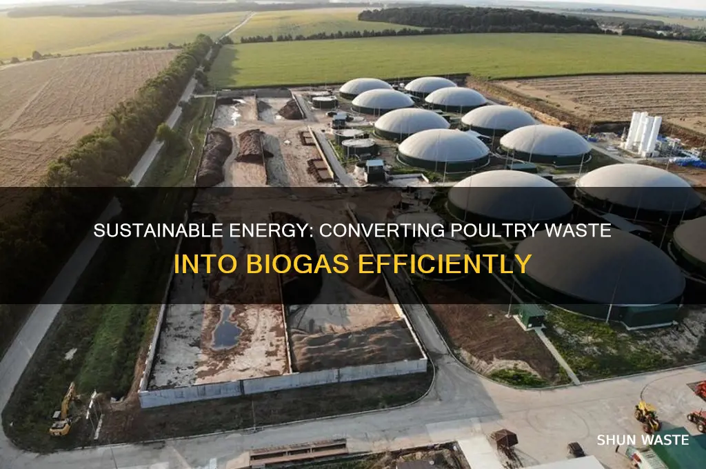 Sustainable Energy: Converting Poultry Waste Into Biogas Efficiently ...