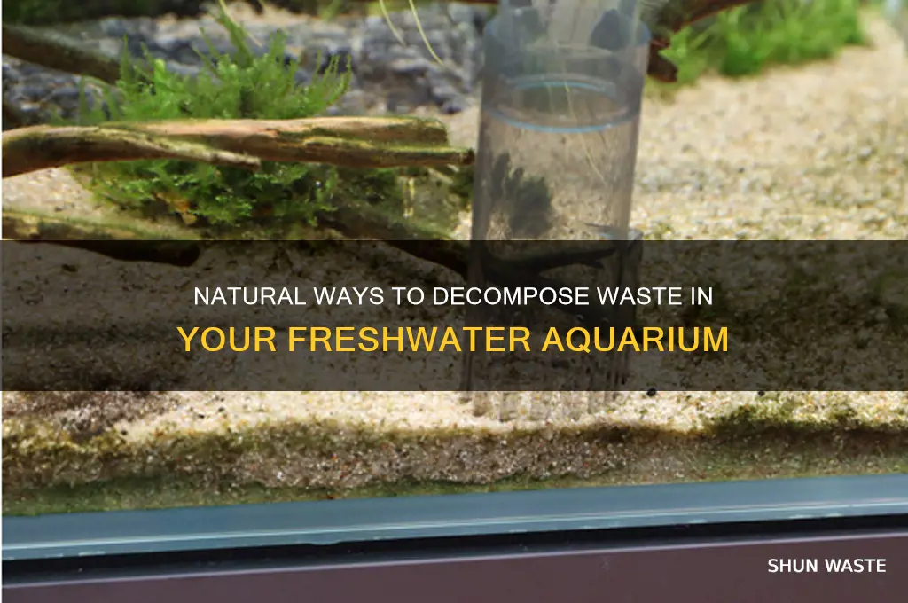 Natural Ways To Decompose Waste In Your Freshwater Aquarium | ShunWaste