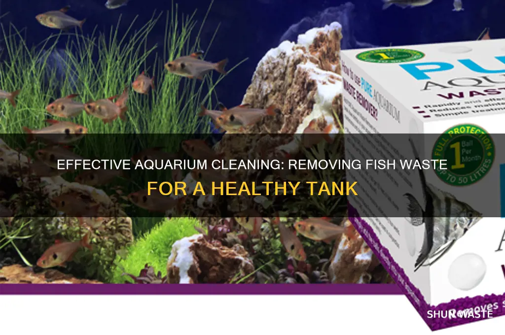 Effective Aquarium Cleaning: Removing Fish Waste For A Healthy Tank ...