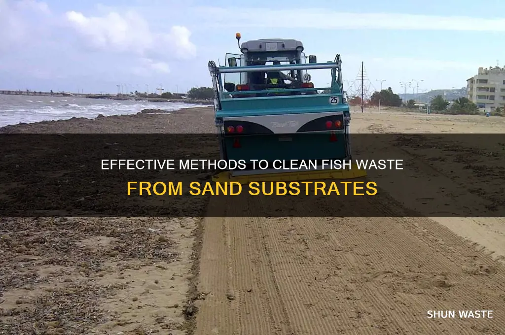 Effective Methods To Clean Fish Waste From Sand Substrates | ShunWaste