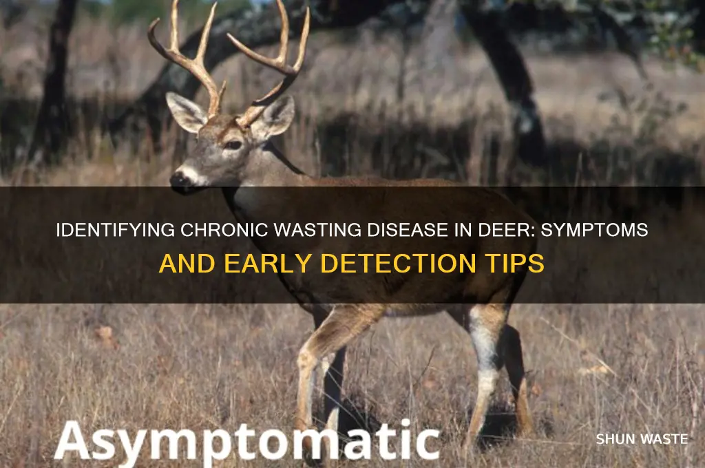 Identifying Chronic Wasting Disease In Deer: Symptoms And Early ...