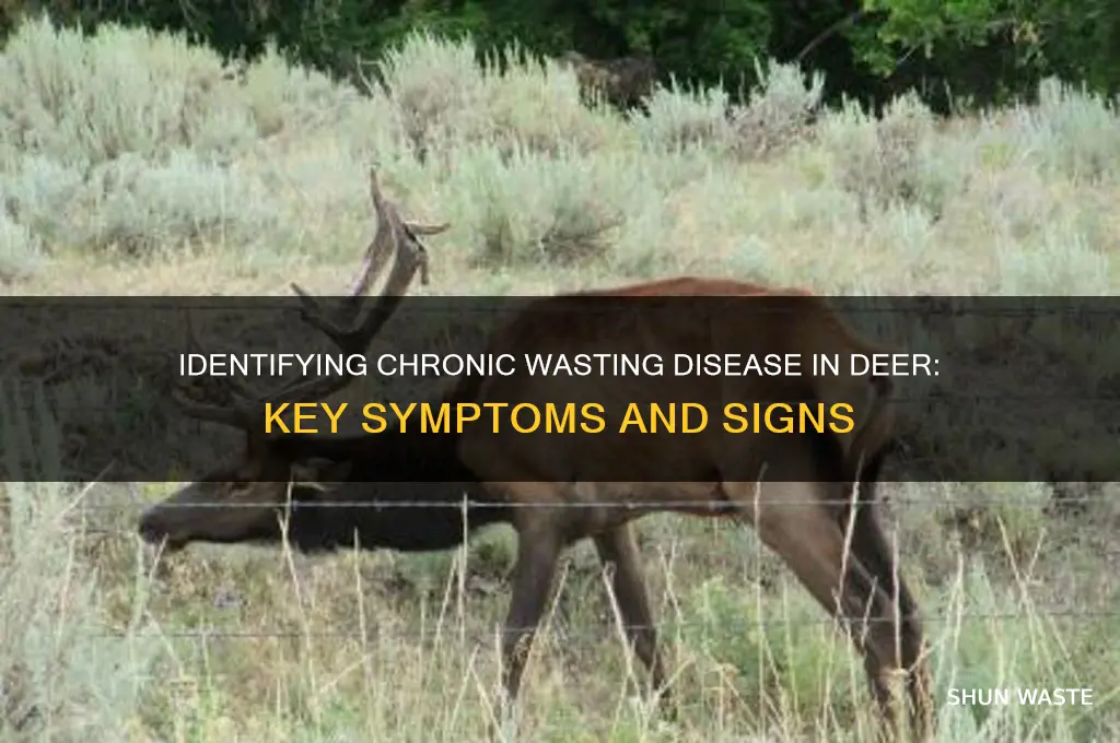 Identifying Chronic Wasting Disease In Deer: Key Symptoms And Signs ...