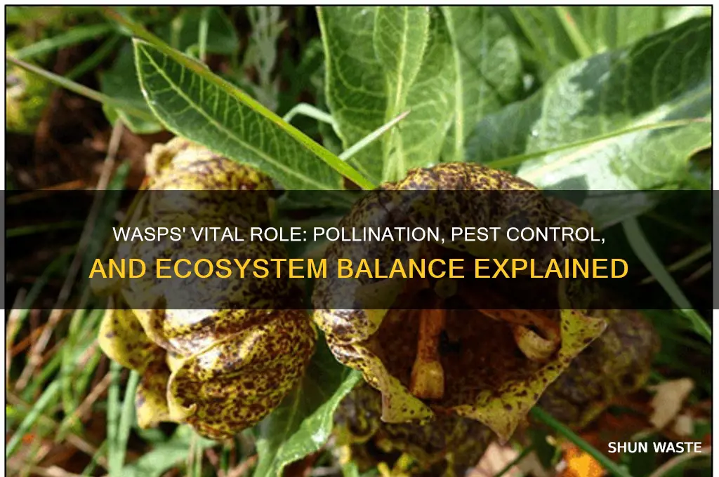 Wasps' Vital Role: Pollination, Pest Control, And Ecosystem Balance ...