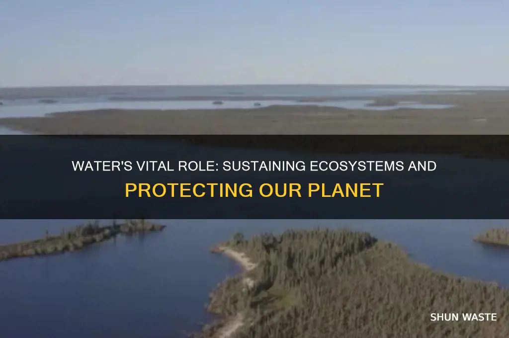 Water's Vital Role: Sustaining Ecosystems And Protecting Our Planet ...