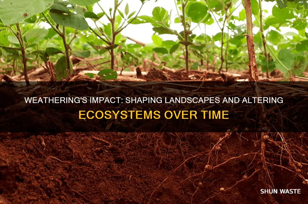 Weathering's Impact: Shaping Landscapes And Altering Ecosystems Over ...