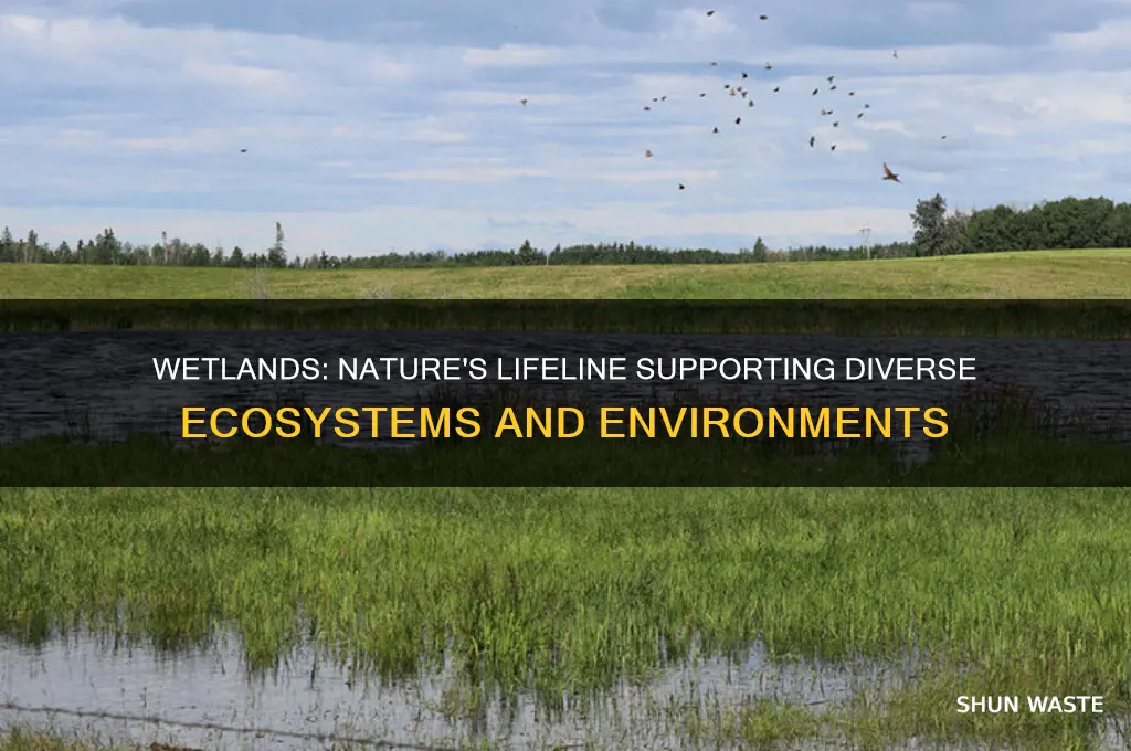 Wetlands: Nature's Lifeline Supporting Diverse Ecosystems And ...