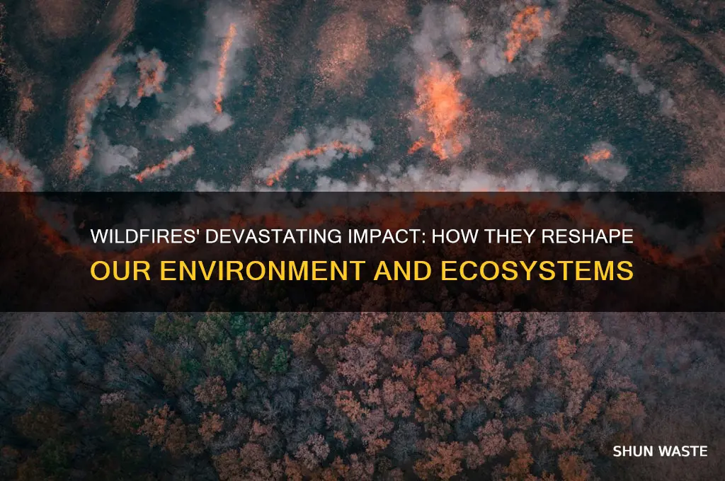 Wildfires' Devastating Impact: How They Reshape Our Environment And ...