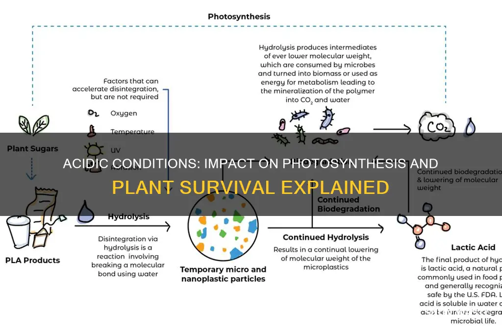 Acidic Conditions: Impact On Photosynthesis And Plant Survival ...