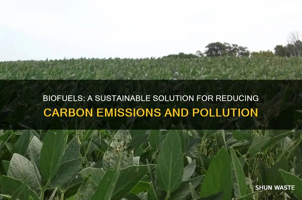 Biofuels: A Sustainable Solution For Reducing Carbon Emissions And ...