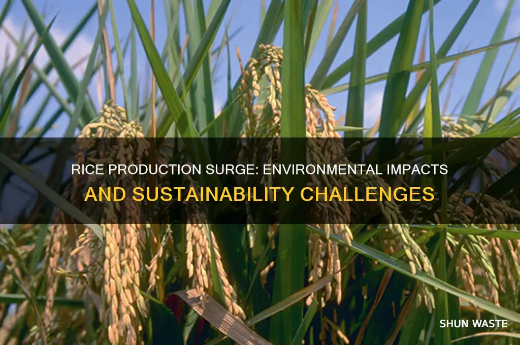 Rice Production Surge: Environmental Impacts And Sustainability ...