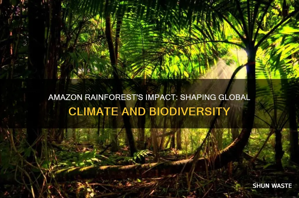 Amazon Rainforest's Impact: Shaping Global Climate And Biodiversity ...