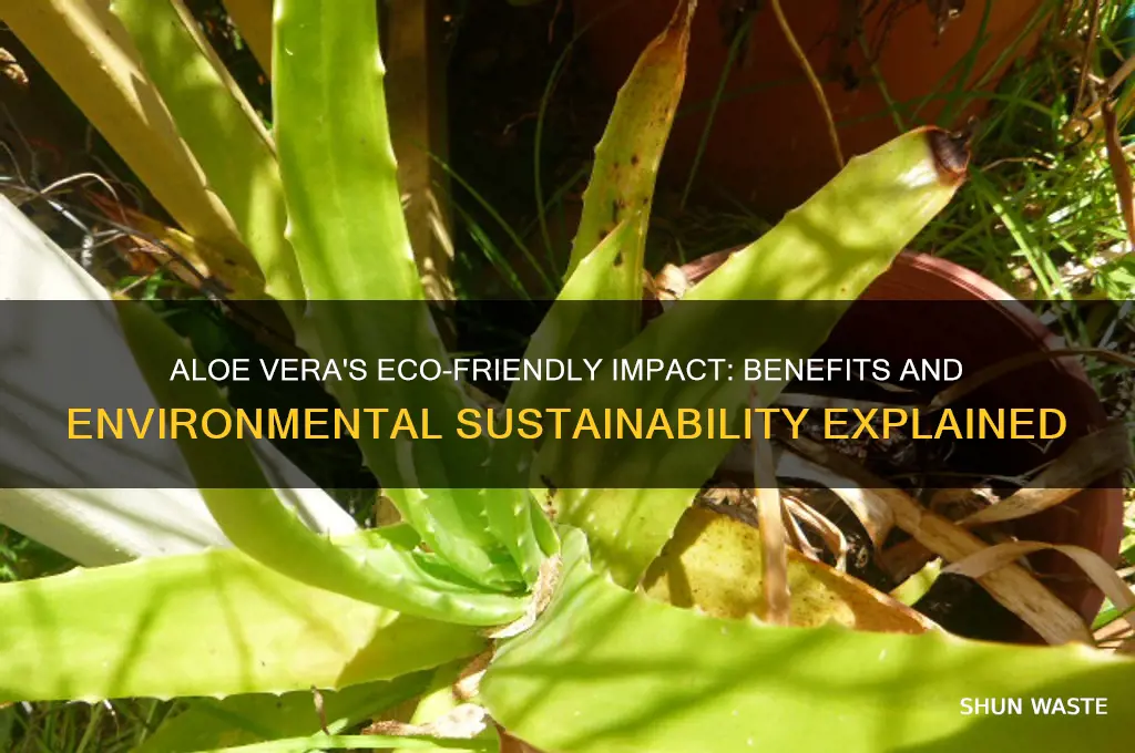 Aloe Vera's Eco-Friendly Impact: Benefits And Environmental ...