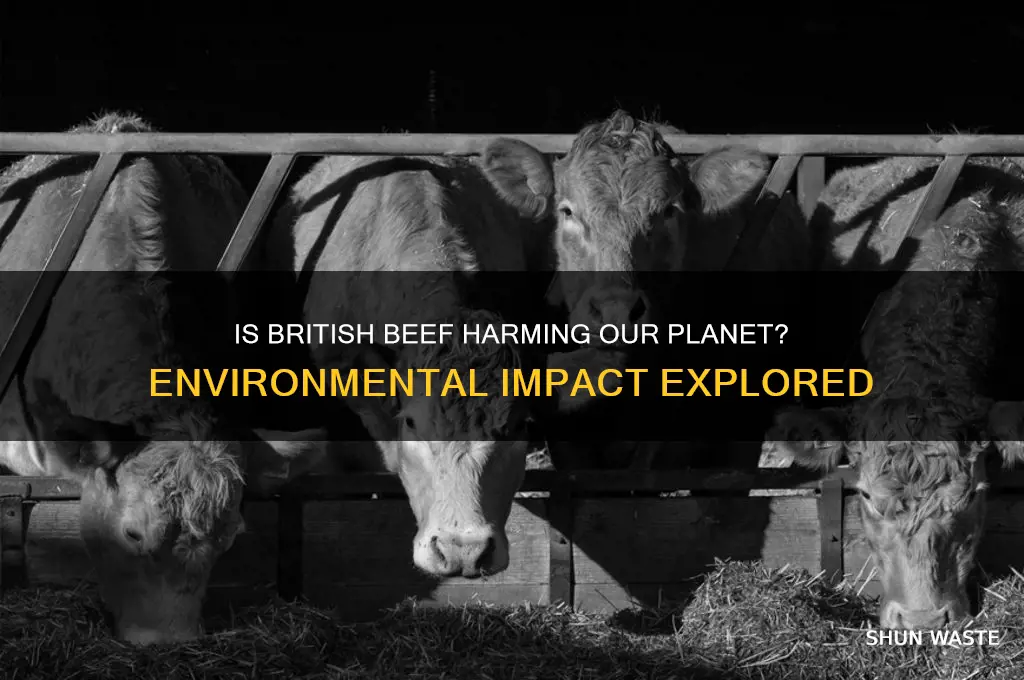 Is British Beef Harming Our Planet? Environmental Impact Explored ...