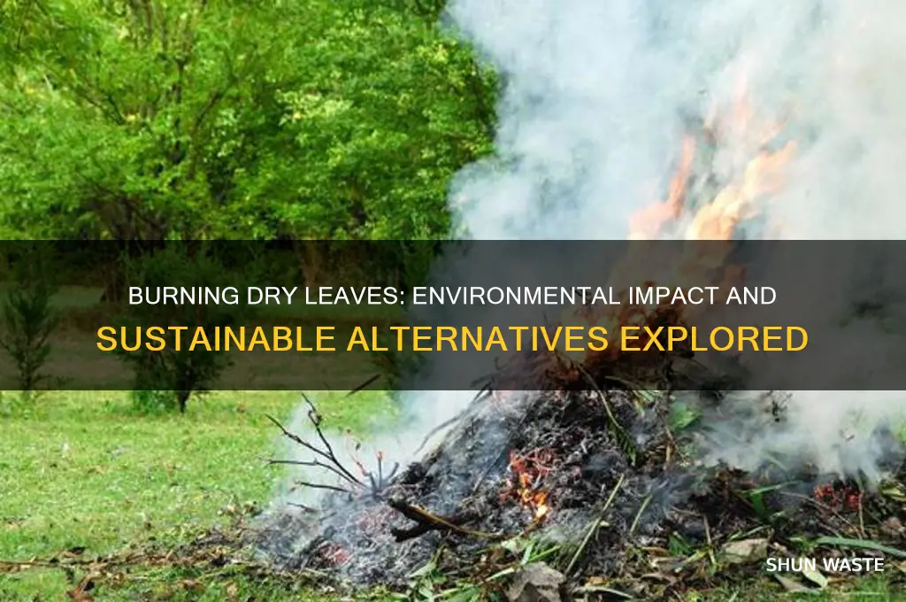 Burning Dry Leaves: Environmental Impact And Sustainable Alternatives ...