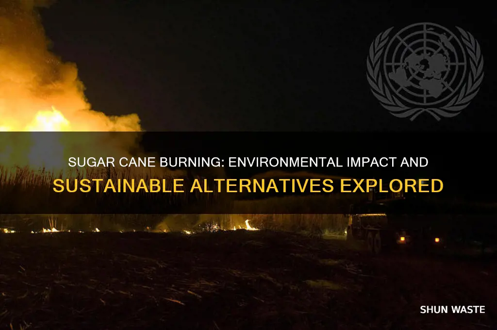 Sugar Cane Burning: Environmental Impact And Sustainable Alternatives ...