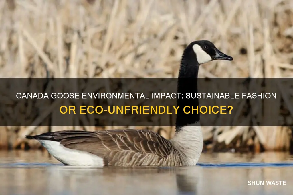 Canada Goose Environmental Impact: Sustainable Fashion Or Eco ...