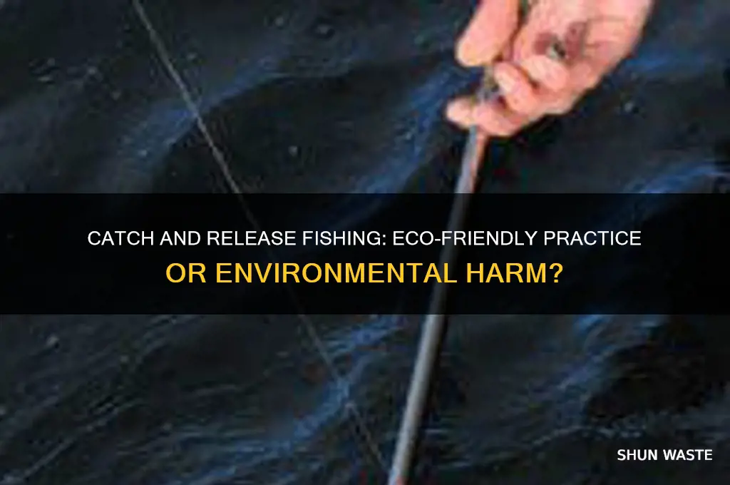 Catch And Release Fishing: Eco-Friendly Practice Or Environmental Harm ...