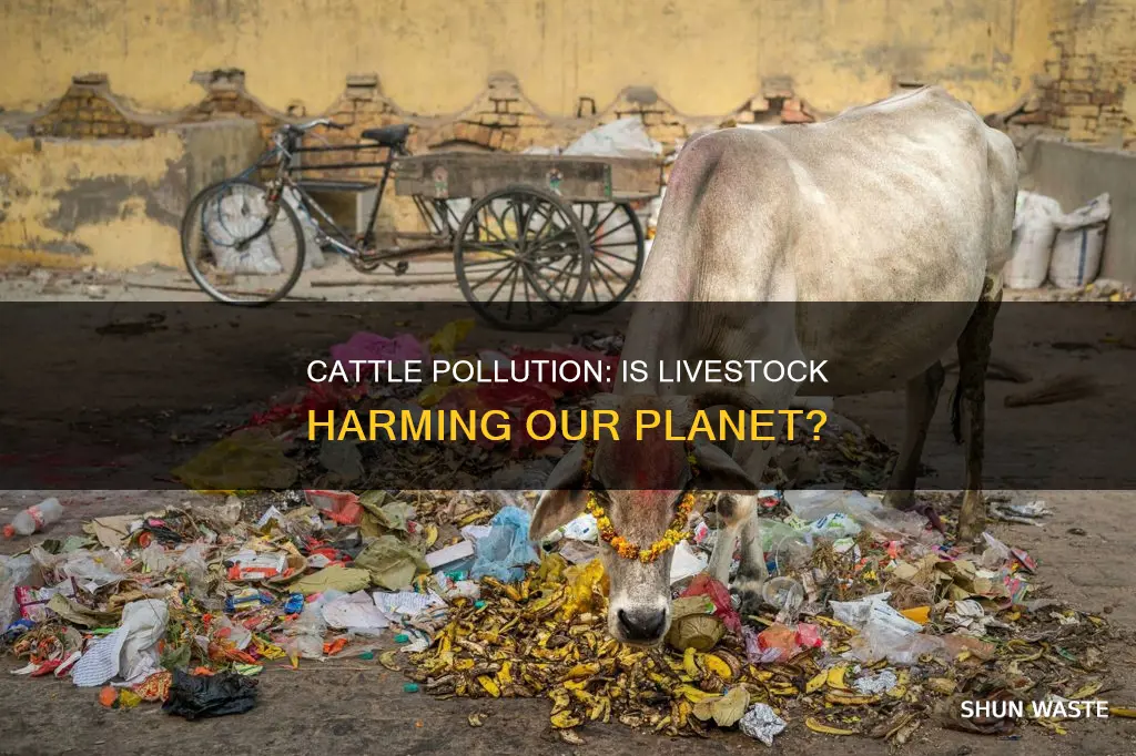 Cattle Pollution: Is Livestock Harming Our Planet? | ShunWaste