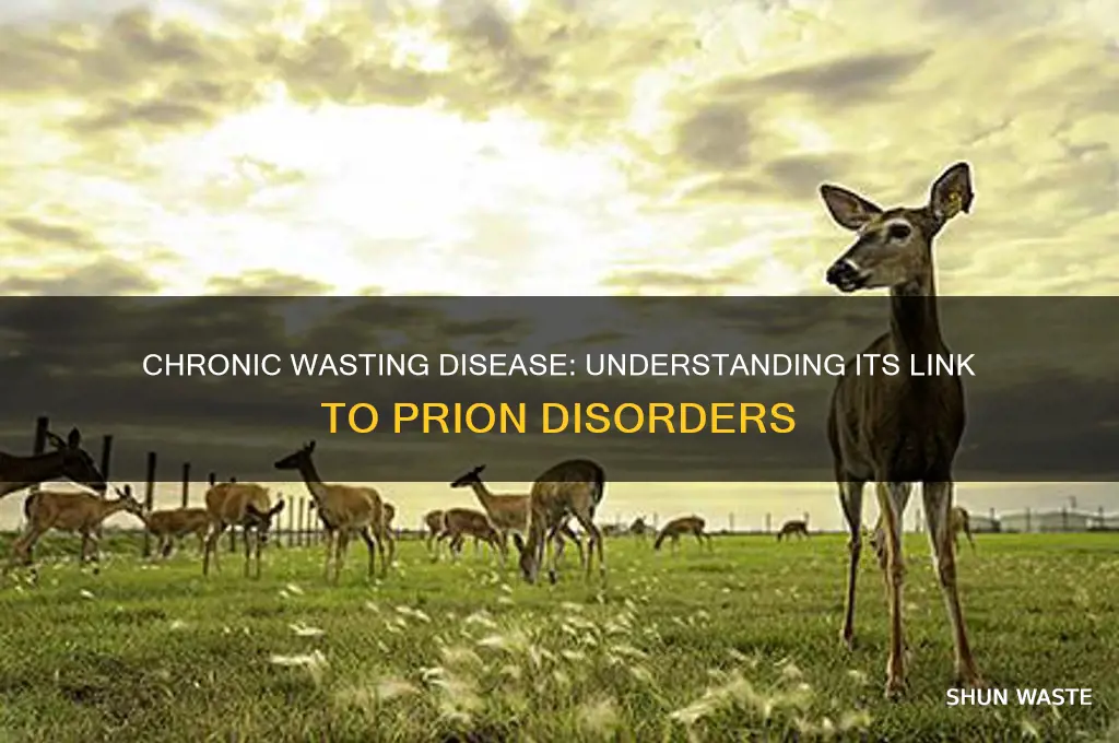 Chronic Wasting Disease: Understanding Its Link To Prion Disorders ...