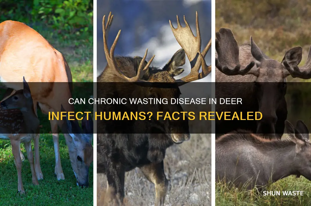 Can Chronic Wasting Disease In Deer Infect Humans? Facts Revealed ...