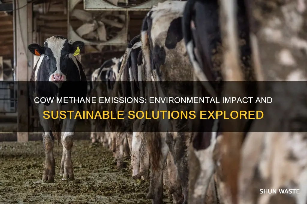 Cow Methane Emissions: Environmental Impact And Sustainable Solutions ...