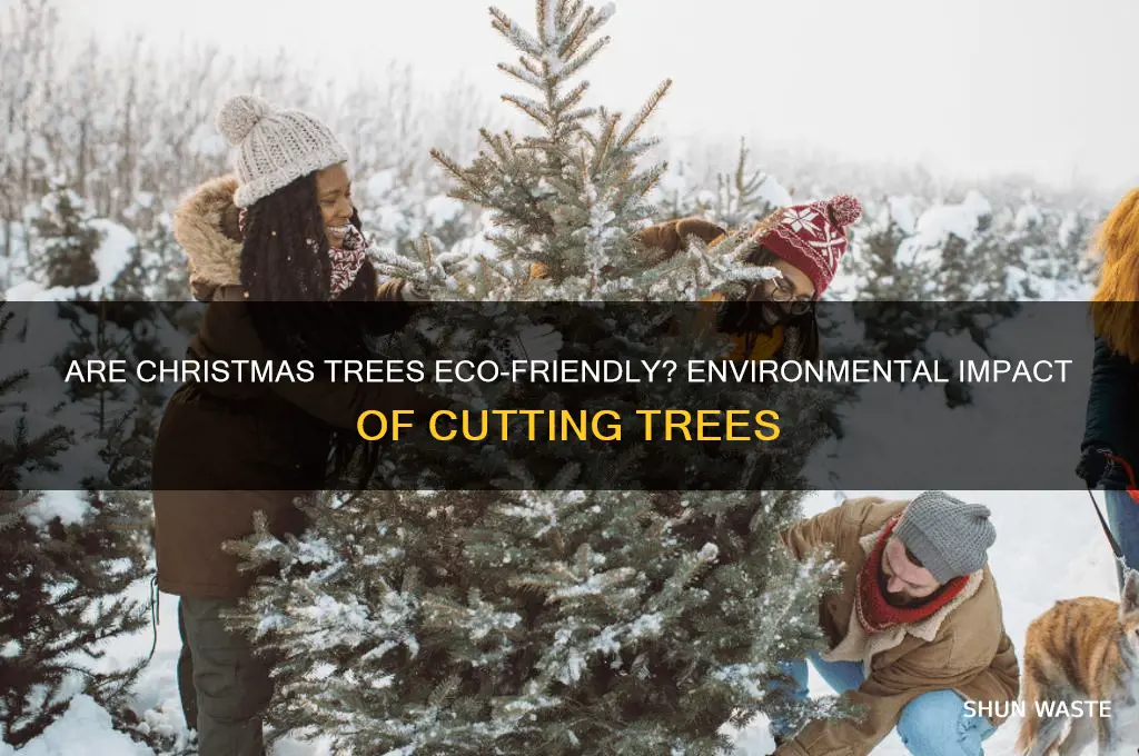 Are Christmas Trees Eco-Friendly? Environmental Impact Of Cutting Trees ...