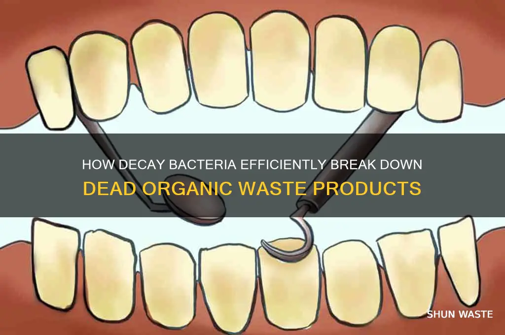 How Decay Bacteria Efficiently Break Down Dead Organic Waste Products ...