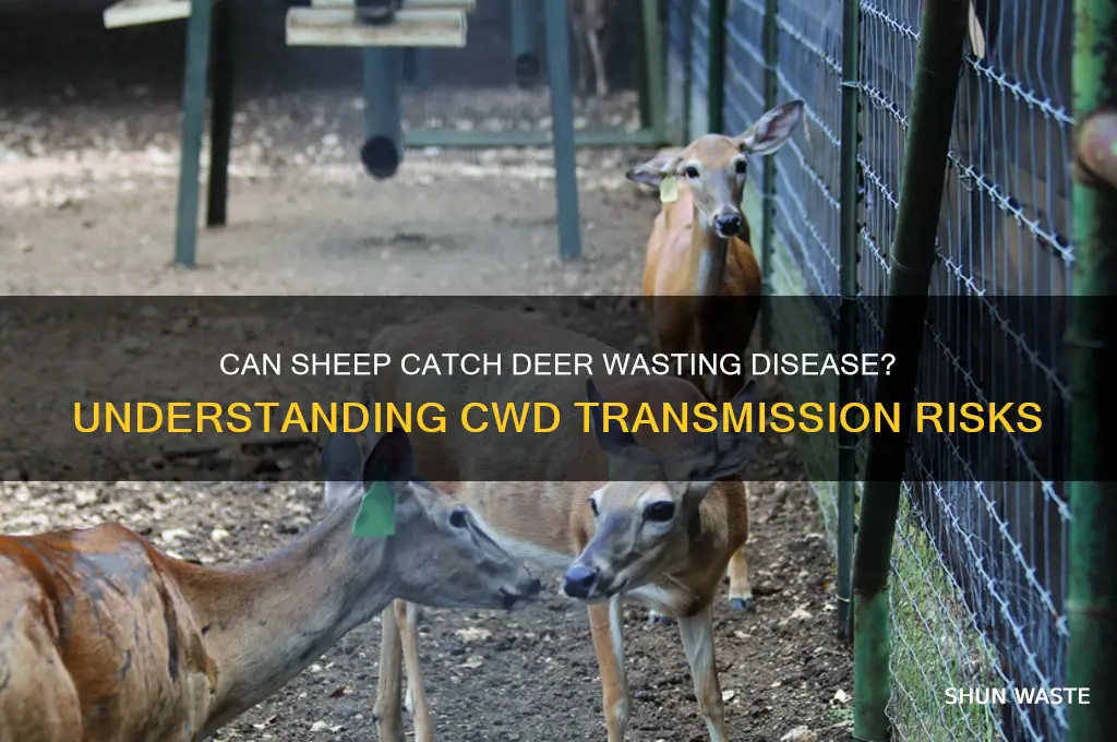 Can Sheep Catch Deer Wasting Disease? Understanding Cwd Transmission ...