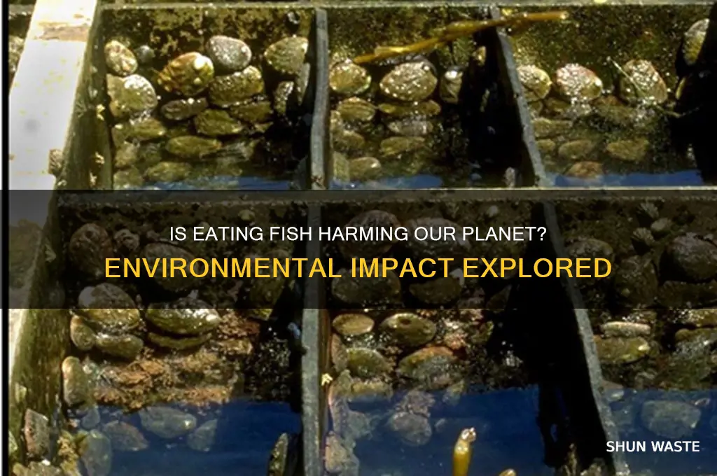 Is Eating Fish Harming Our Planet? Environmental Impact Explored ...